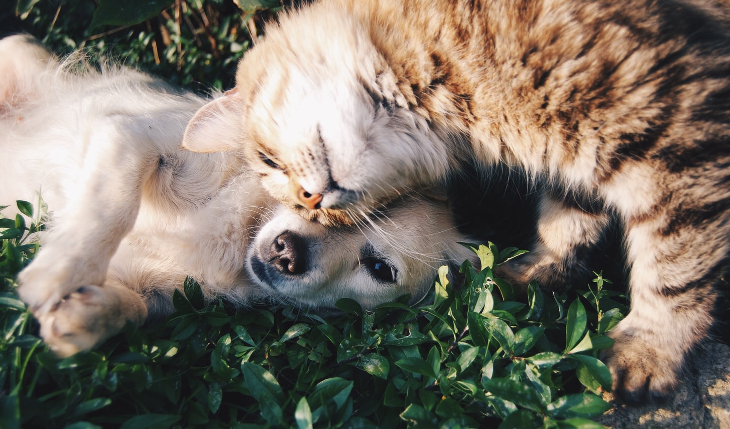 5 Best Pet Insurances For Your Money