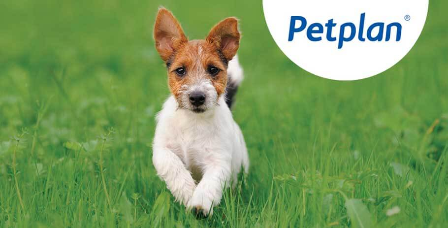 Petplan Review 2021